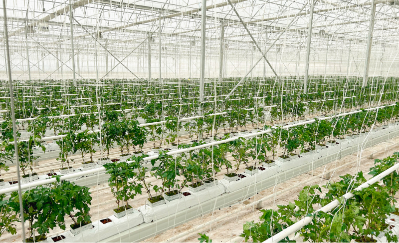 What is Geothermal Agriculture? - Yediyol